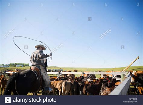 Cattle Rancher On Horseback Lassoing Cattle On Sunny Ranch Under Blue