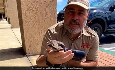 Watch Zoo Keeper Flaunts Giant Rainbow Coloured Python Calls It His