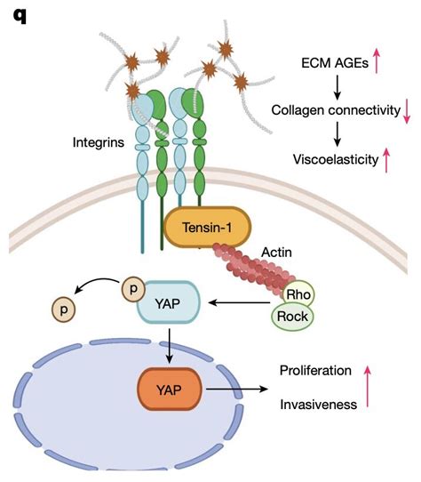 Marc Tjwa On Linkedin Very Interesting Paper In Nature Matrix Viscoelasticity Promotes Liver…