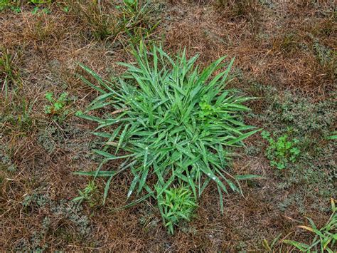 Lawn Weed Guide Identifying Common Weeds In Your Lawn Skinner Lawns
