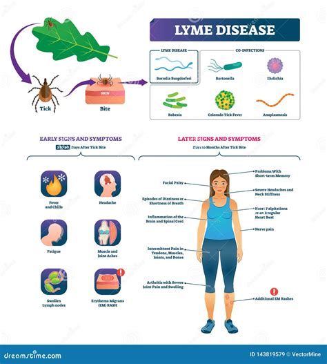 Lyme Disease Tick Bulls Eye Rash Vector Illustration Cartoondealer