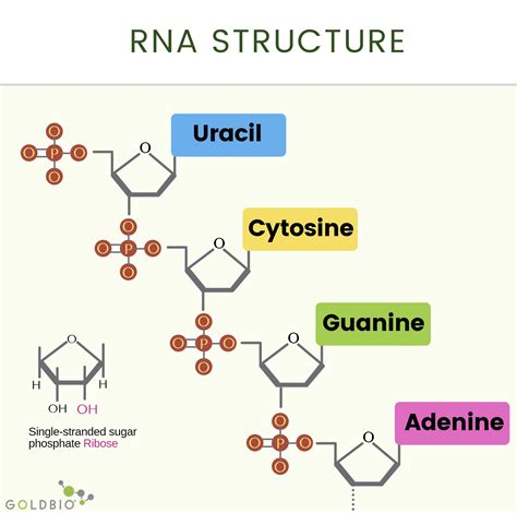 An Overview On Rna Sequence Analysis Goldbio
