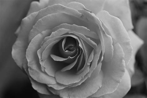 Rose Grayscale Free Stock Photo Public Domain Pictures