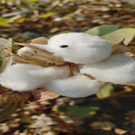 Cottons Object Detection Dataset V5 2022 11 24 5 02pm By Aniket Pai