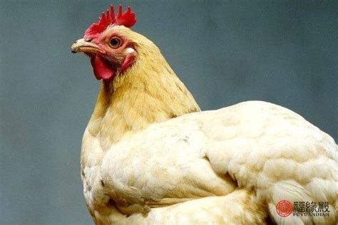 属鸡和什么属相最配对克的什么，蛇的生肖和什么生肖更好的 发号台