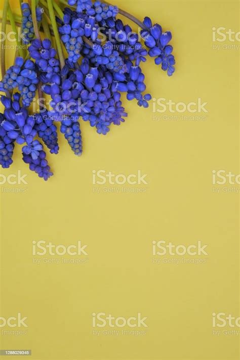 포도 히아신스 무스카리 꽃 봄 시즌 노란색 배경에 파란색 무스카리 꽃 꽃 인사말 카드 공백 복사 공간을 복사합니다 첫 봄 꽃 클로즈업 0명에 대한 스톡 사진 및 기타 이미지