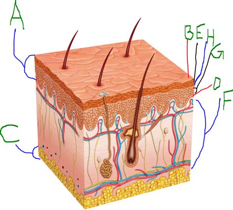 Components Of The Integumentary System Diagram The Integumen