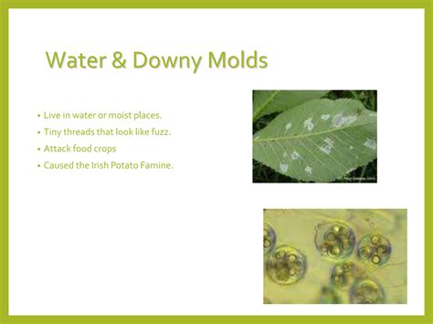 Introduction To Microscope And Types And Classification Of Protozoans Ppt