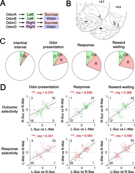 Rat Orbitofrontal Cortex Separately Encodes Response And Outcome Information During Performance