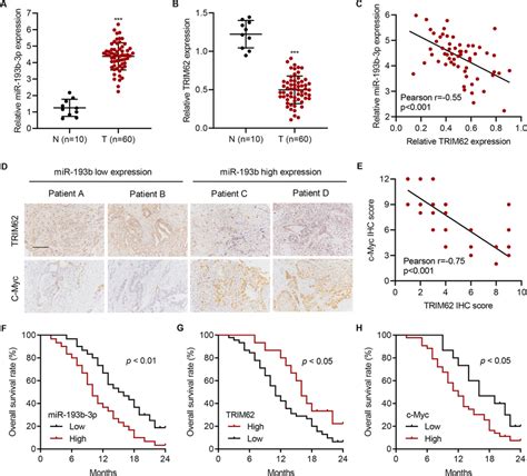 Levels Of Mir 193b 3p Trim62 And C Myc Are Clinically Relevant In Download Scientific Diagram