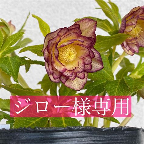 ★クリスマスローズ★ddイエローゴールドピコグラデno 100 By メルカリ