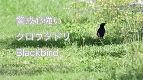 Blackbird