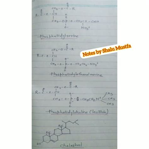 Cell Membranestructure Unit Membrane Hypothesisits Chemical