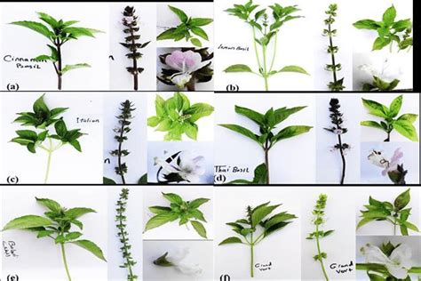 Morphological Characterization Of Six Basil Cultivars A Cinnamon B