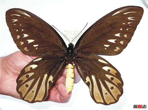 世界上最稀有七种蝴蝶：光明女神标本36万第一雌雄同体探秘志