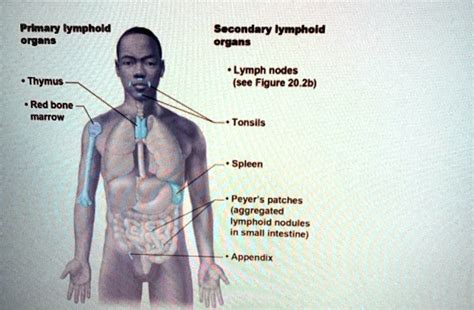 Solved Primary Iymphold Organs Secondary Lymphold Organs Lymph Nodes See Figure 20 2b Thymus