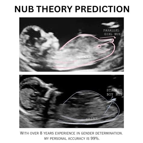 Nub Theory Prediction Etsy