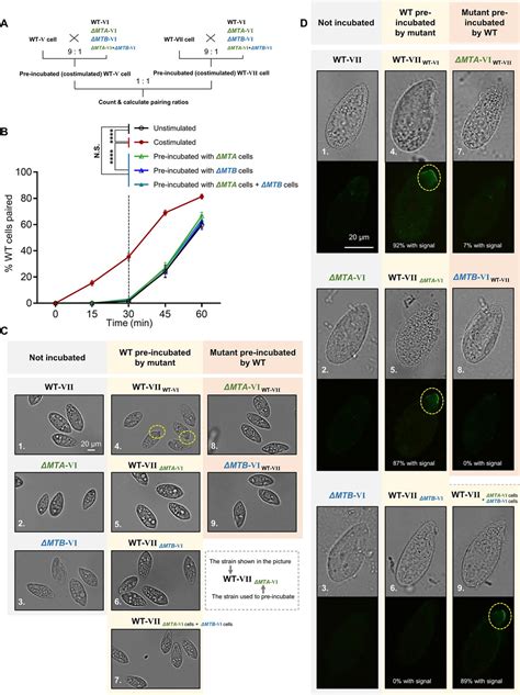 Figures And Data In A Seven Sex Species Recognizes Self And Non Self Mating Type Via A Novel