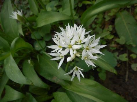 Ail Des Ours Plantes Sauvages Botanique Jardin Et Potager