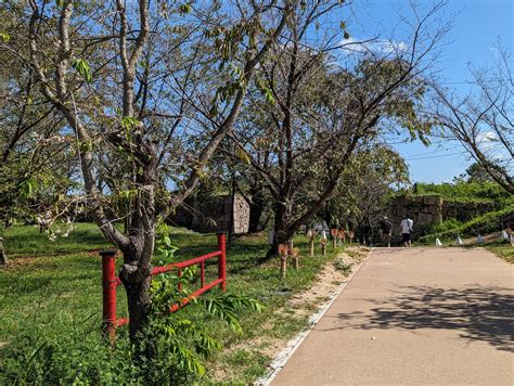 丸亀城二の丸に桜が開花してる まるごと中讃つーしん