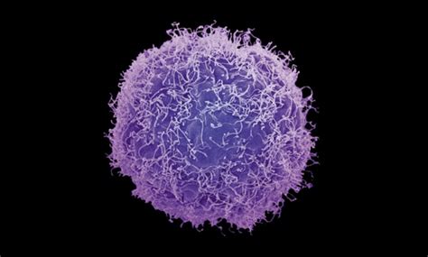 Sincell For Statistical Assessment Of Cell State Hierarchies From Single Cell Rna Seq Rna