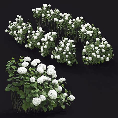 Hydrangea Arborescence 01 3d Model For Vray Corona