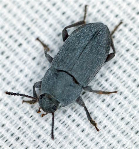 Grey Beetle Blapstinus Bugguide Net