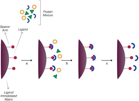 Affinity Chromatography Antibody Purification Method At Vincent Flora Blog