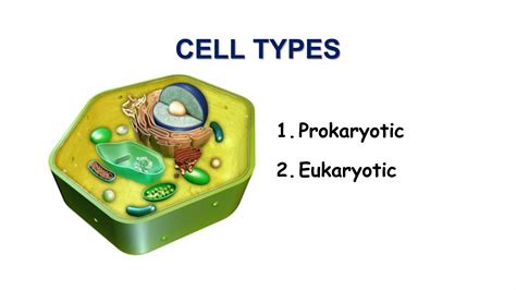 Cell Structure And Function Ppt