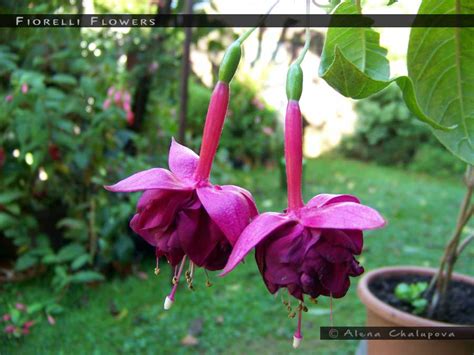 Fiorelli Flowers - FuchsiaFinder