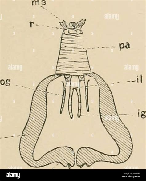 Bivalvia Morphology Hi Res Stock Photography And Images Alamy