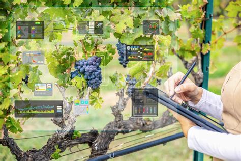 Smart Vineyard System With Winegrower Working With Digital Graphic