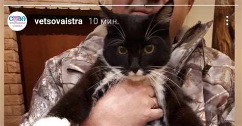 Помогите найти кота Пикабу