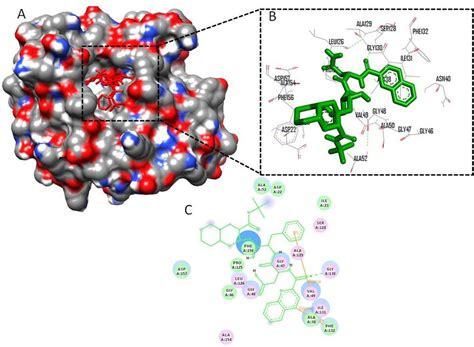 Binding Pattern Of Saquinavir With Adrp A Surface View Of