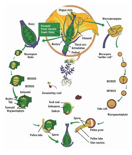 Angiosperms Characteristics Classification Life Cycle And Faqs