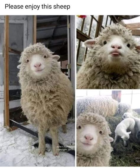 On Twitter Rt Sheepdaily Twt More Lovely Photos Of Sweet Pea