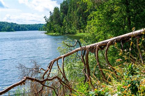 Broken Partly Fallen Pine Tree On The Coast Of Longest Lake Of
