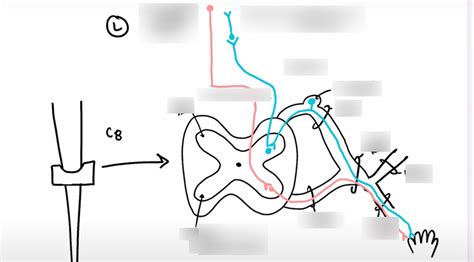 Lab 7 Quiz Diagram Quizlet