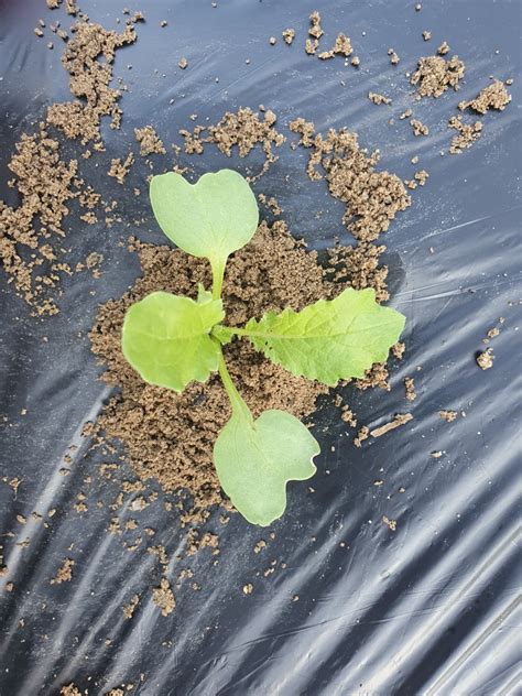 김장무심는시기 김장무우 심기 파종시기 심는방법 네이버 블로그