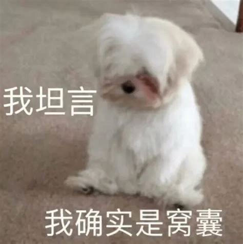 我坦言 我确实是窝囊 可爱小狗委屈坐姿配文我坦言 我确实是窝囊超搞笑表情包图片gif动图 求表情网 斗图从此不求人