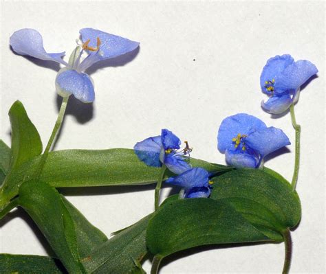 Commelina Diffusa Commelinaceae