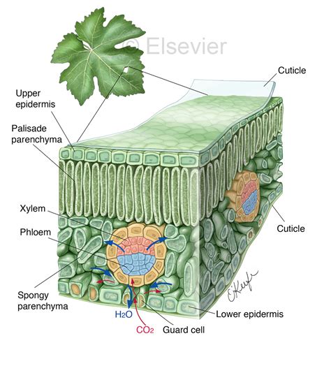a leaf diagram