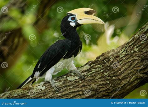 Oriental Pied Hornbill Anthracoceros Albirostris Large Canopy