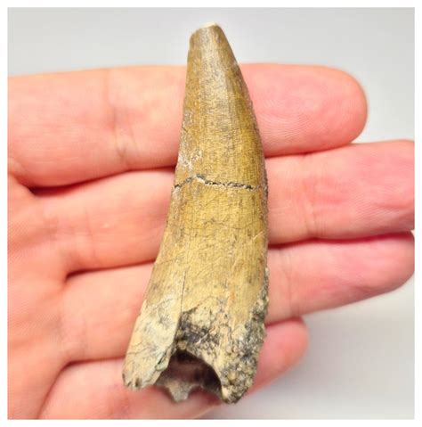 Fossil Tooth Large Suchomimus Tenerensis Spinosaurid Dinosaur Tooth Cretaceous Elrhaz Fm