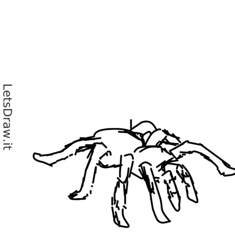 How To Draw Tarantula Bed Nnuup Png LetsDrawIt