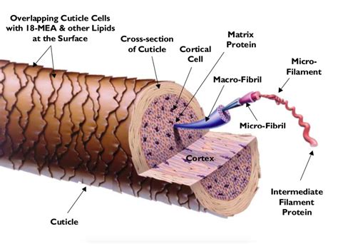 Diagrama De Cabelo Para Anatomia