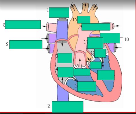 Heart Pt 1 Diagram Quizlet