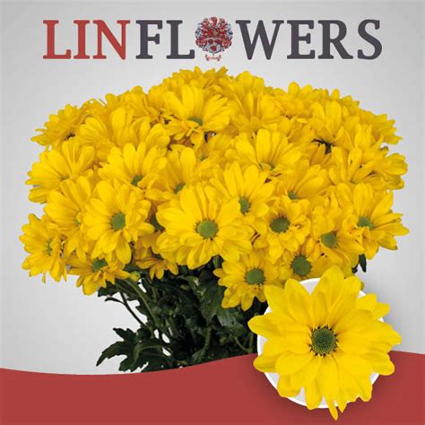 Chr T Celebrate Online Serac L K