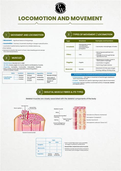 Solution Locomotion And Movement Mind Map Studypool