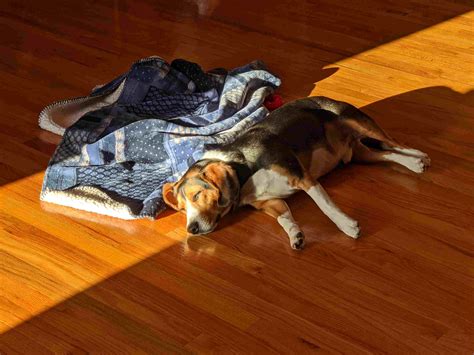 Dioxus Fullstack Crossplatform App Framework For Rust